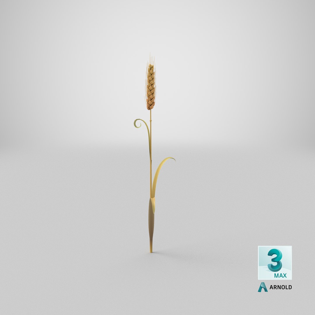 Cartoon Wheat Spikelet 02 Model - TurboSquid 2050579