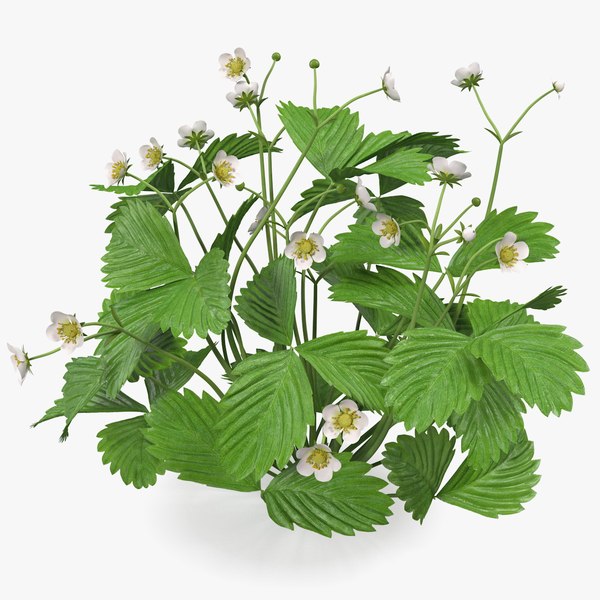 Plants Strawberry 3D Models for Download | TurboSquid