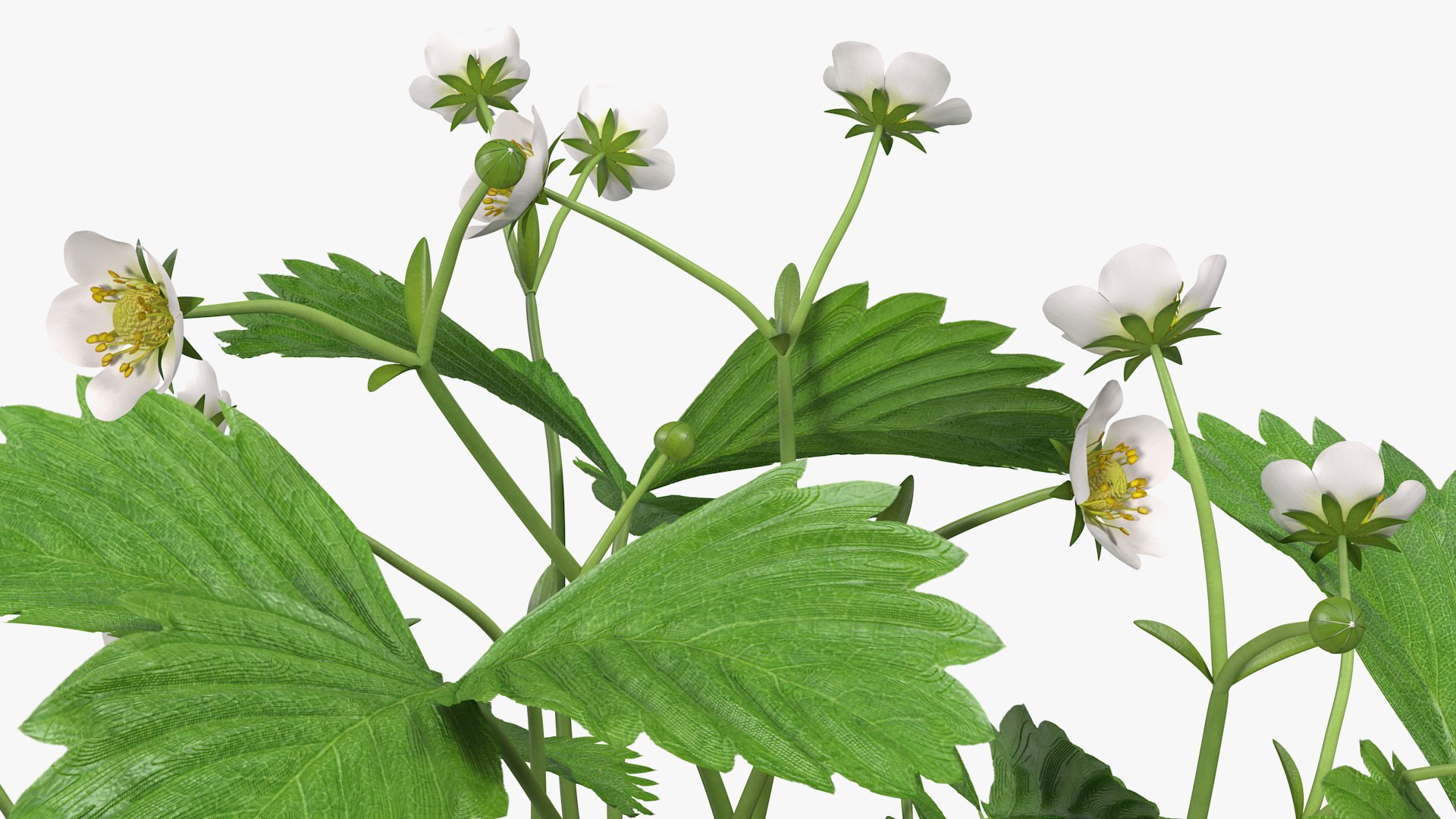 Strawberry plant blooming flowers model - TurboSquid 1624003