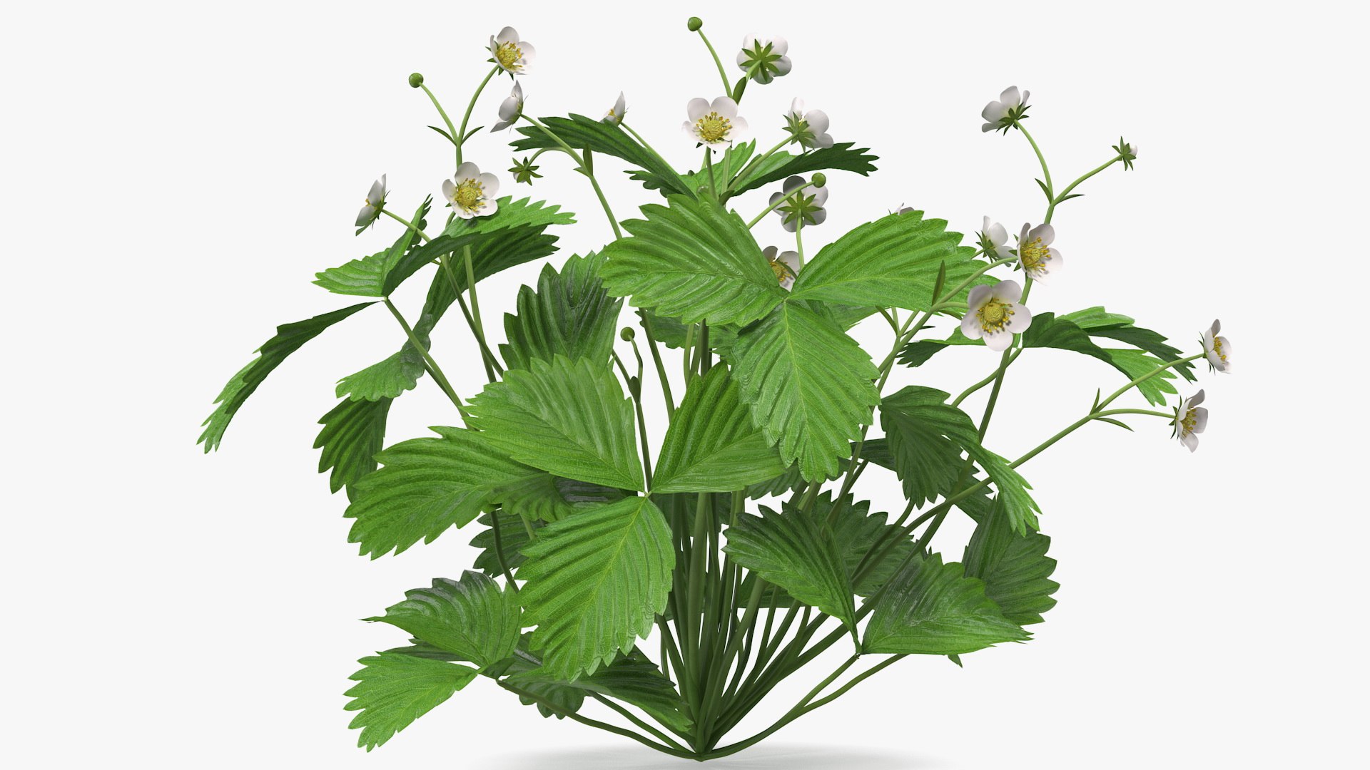 Strawberry plant blooming flowers model - TurboSquid 1624003