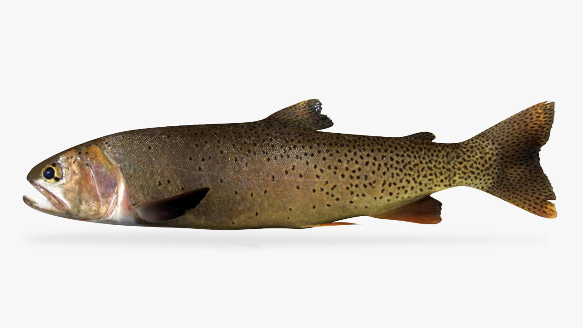 3D Model Yellowstone Cutthroat Trout - TurboSquid 1633754