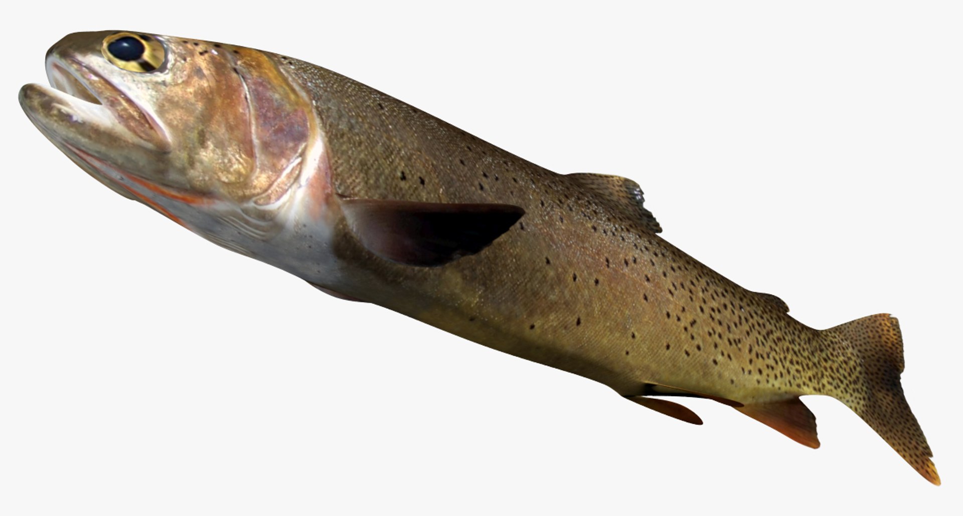 3D Model Yellowstone Cutthroat Trout - TurboSquid 1633754