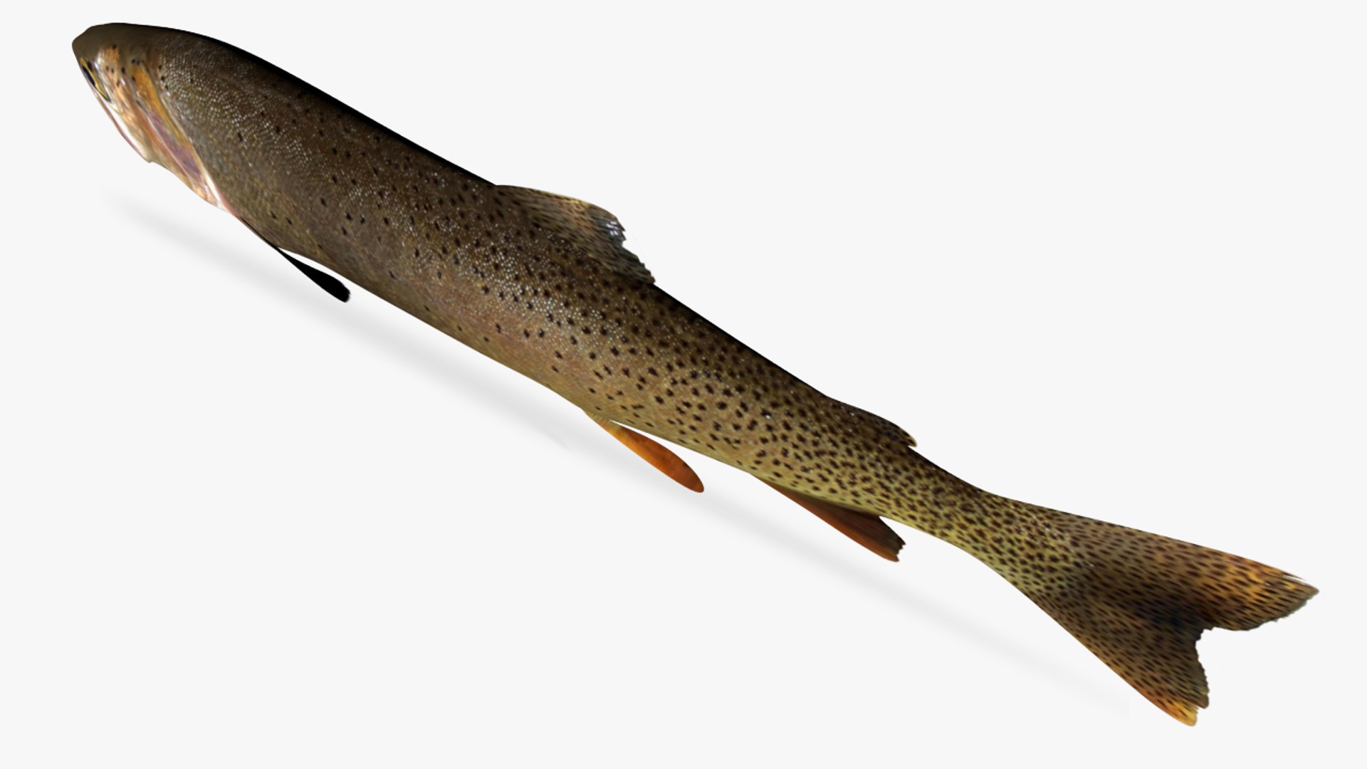 3D Model Yellowstone Cutthroat Trout - TurboSquid 1633754
