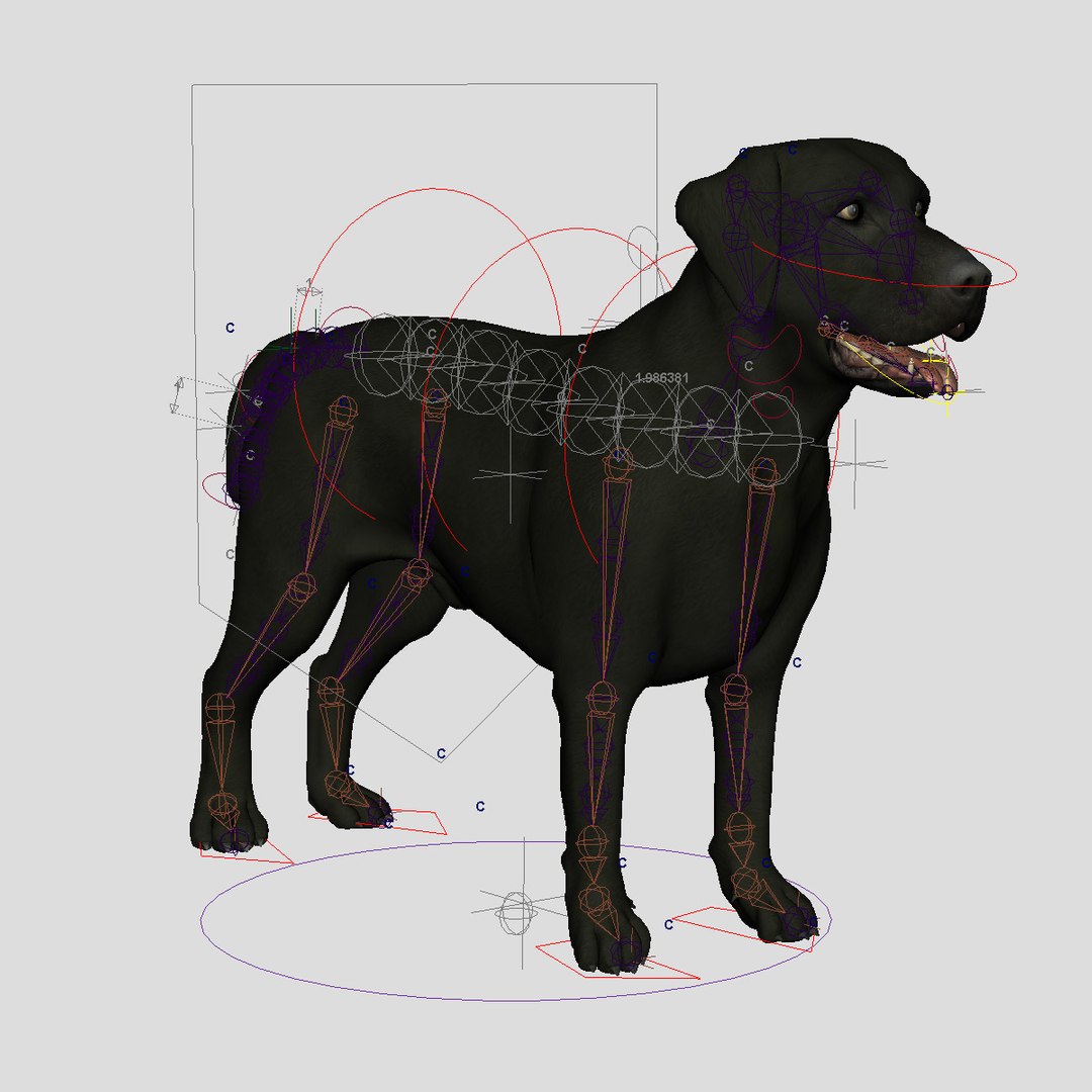 maya labradors chocolate retriever