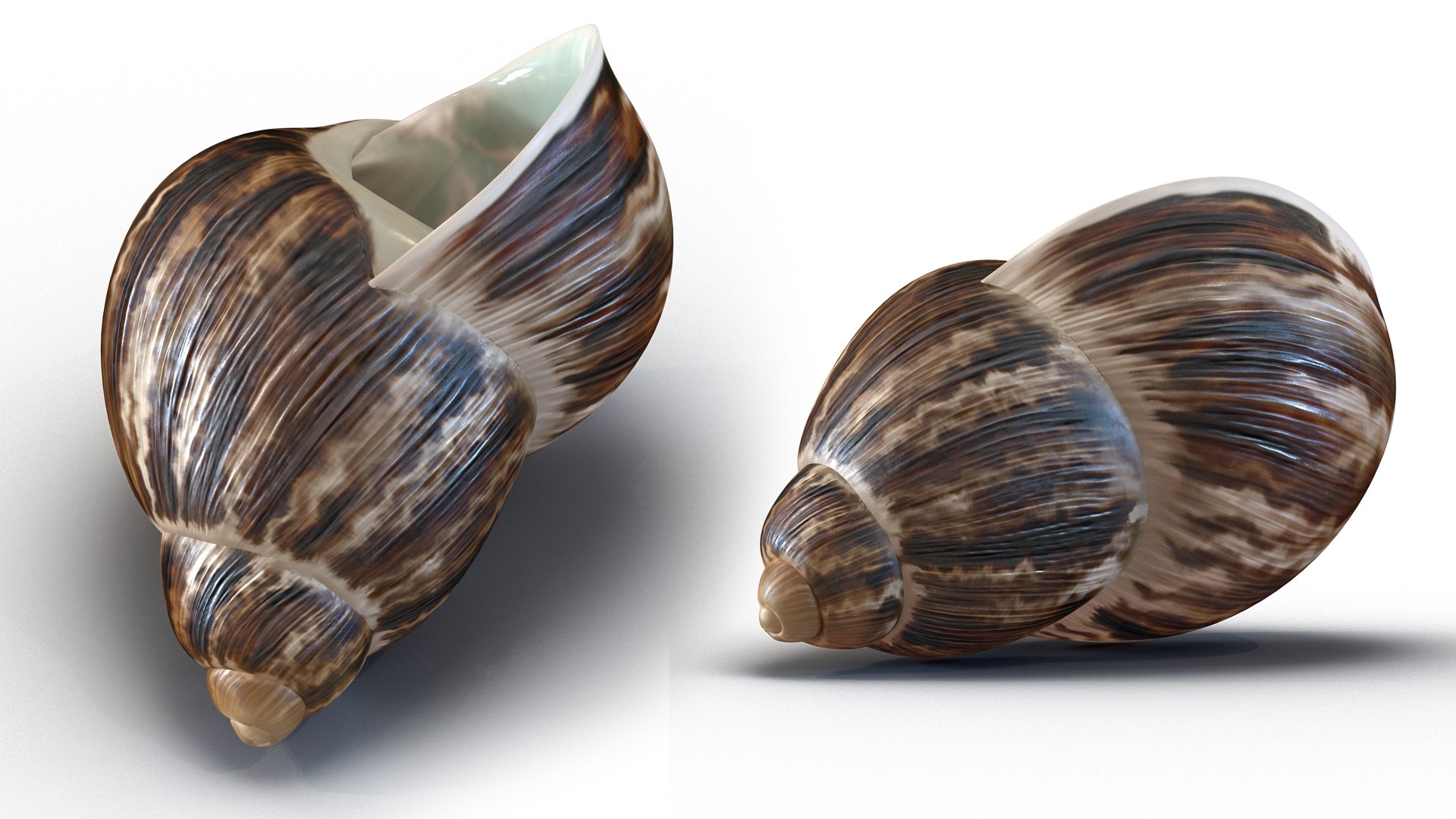 3D Slug With Shell Collection - TurboSquid 2299502