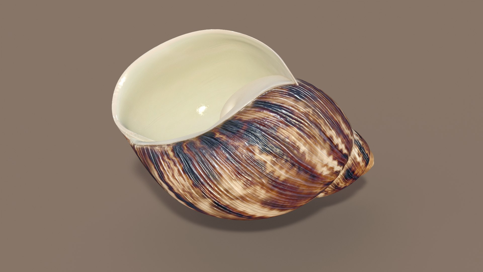 3D Slug With Shell Collection - TurboSquid 2299502