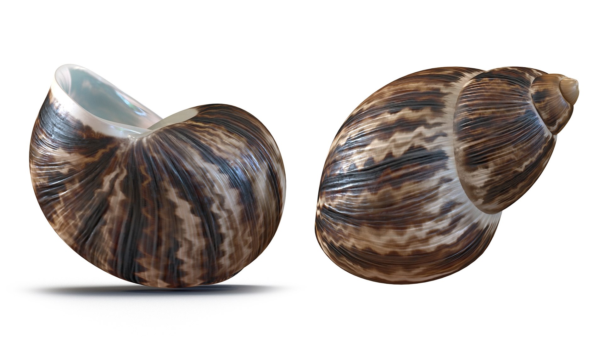 3D Slug With Shell Collection - TurboSquid 2299502