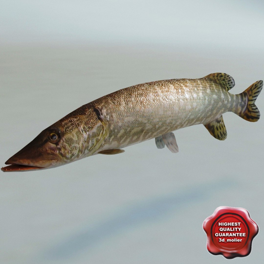 Pike Modelled 3d Model