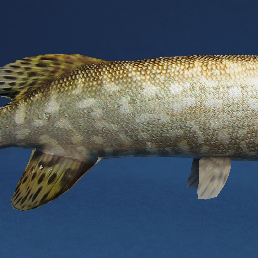 Pike Modelled 3d Model