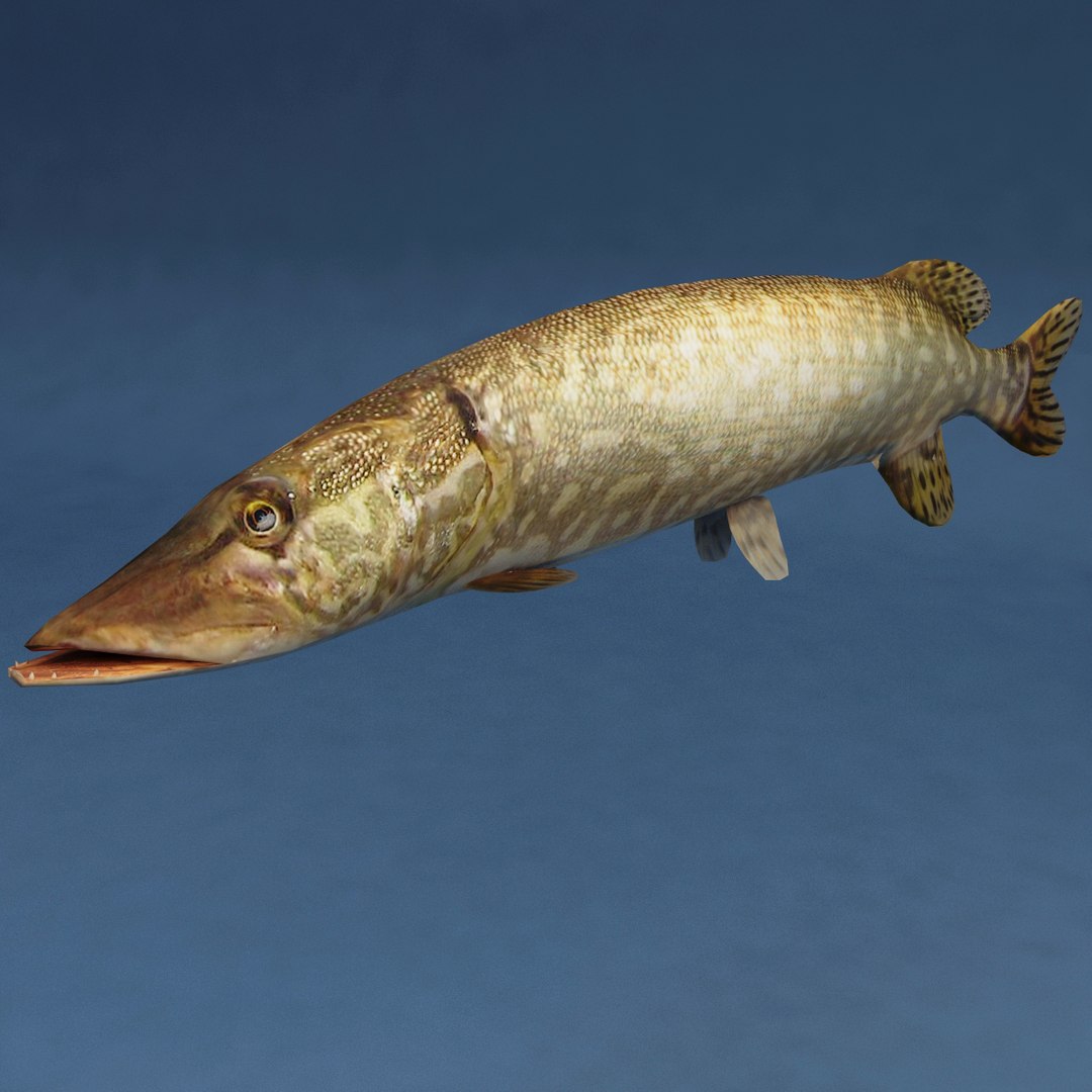 Pike Modelled 3d Model