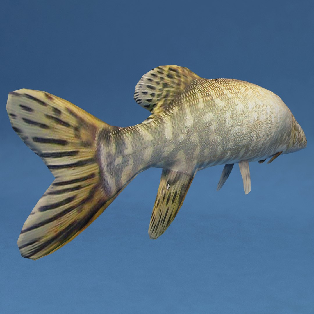 Pike Modelled 3d Model