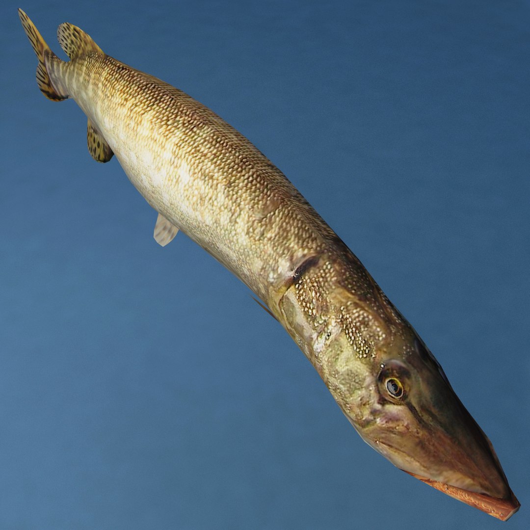 Pike Modelled 3d Model