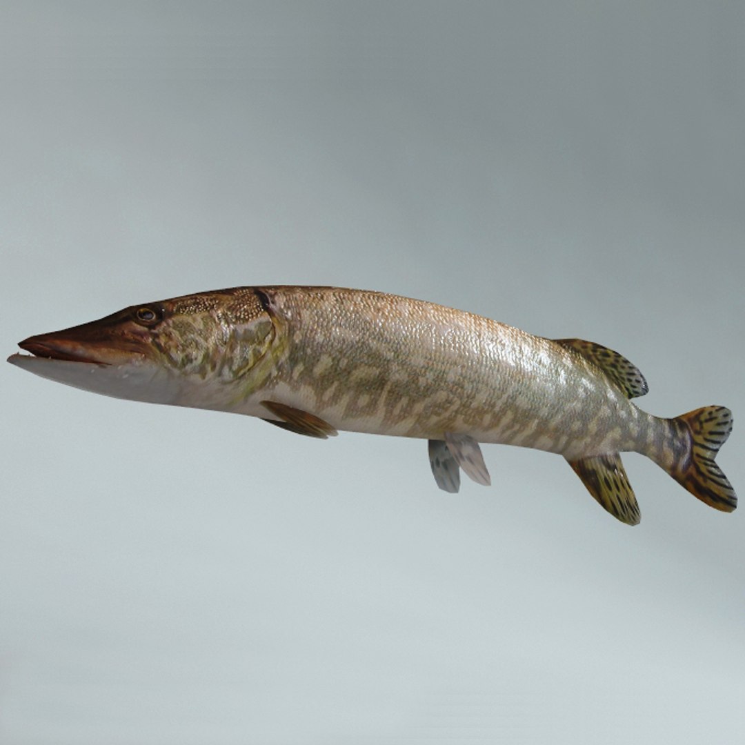 Pike Modelled 3d Model