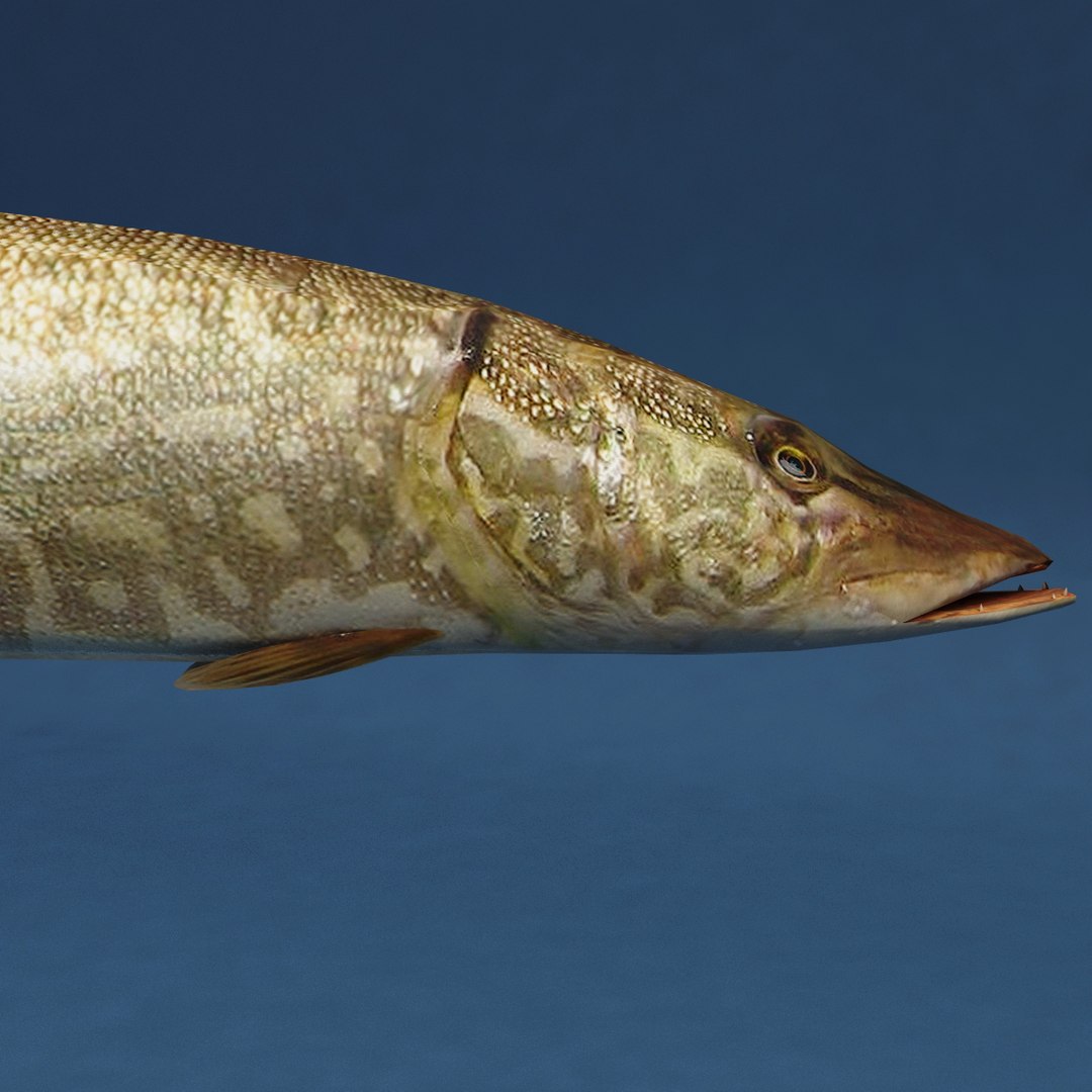 Pike Modelled 3d Model