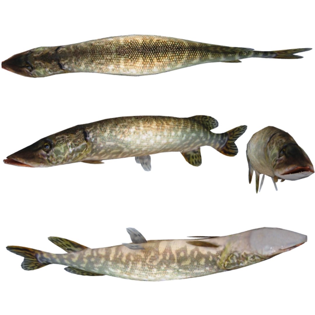 Pike Modelled 3d Model