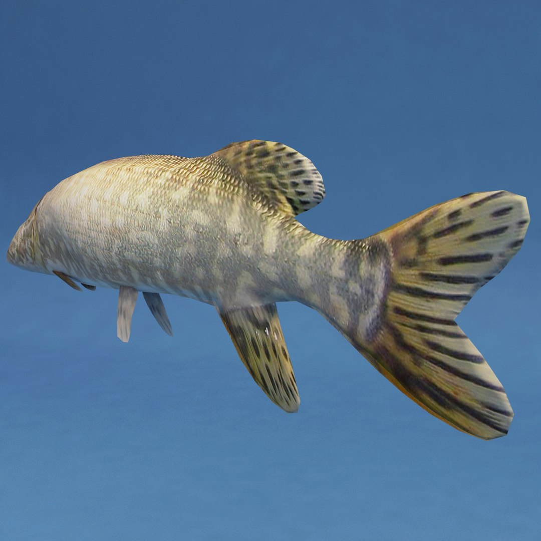 Pike Modelled 3d Model