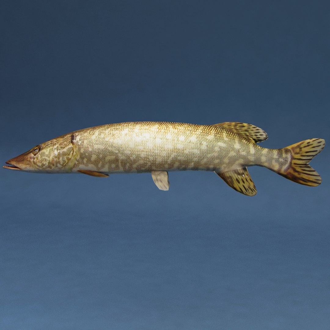 Pike Modelled 3d Model
