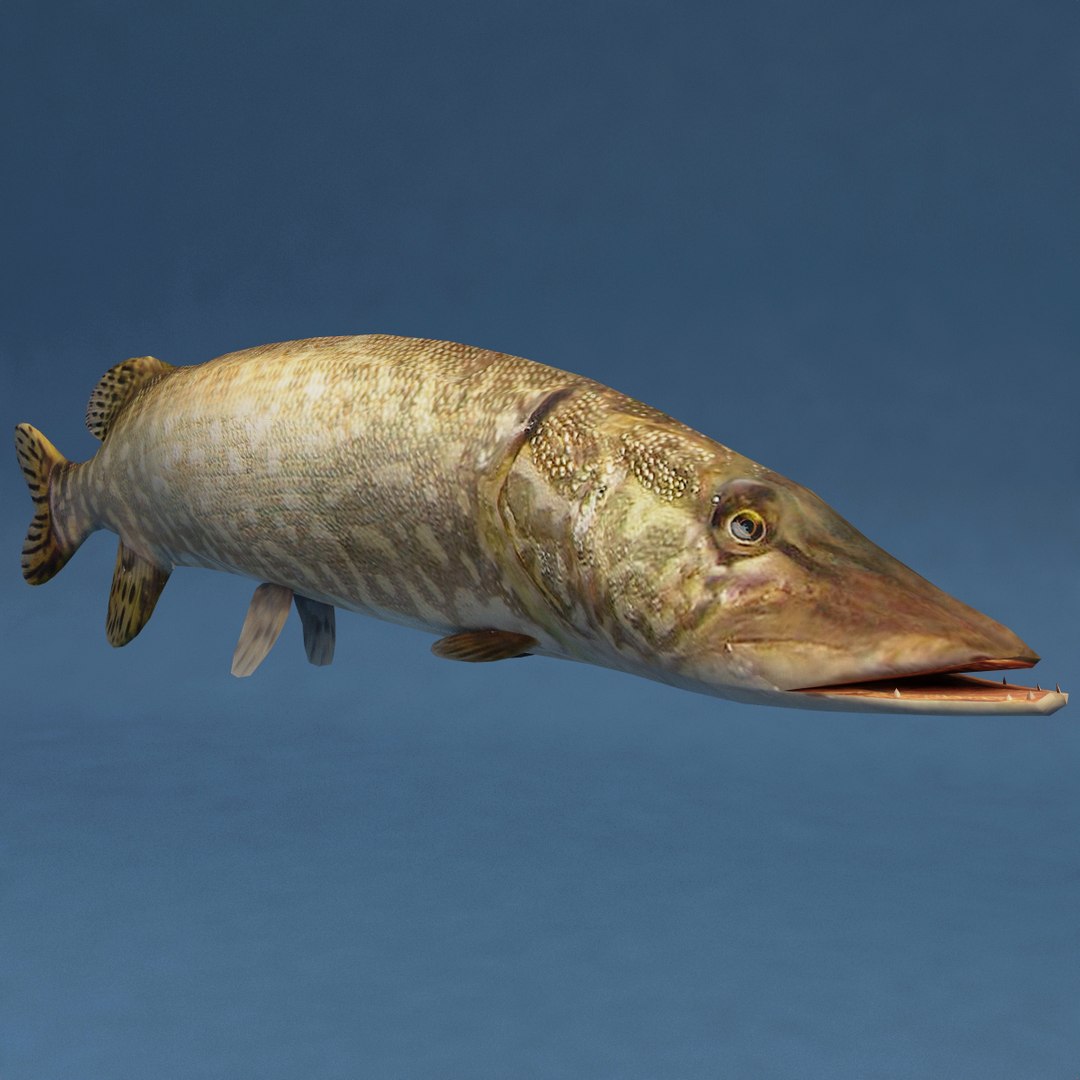 Pike Modelled 3d Model