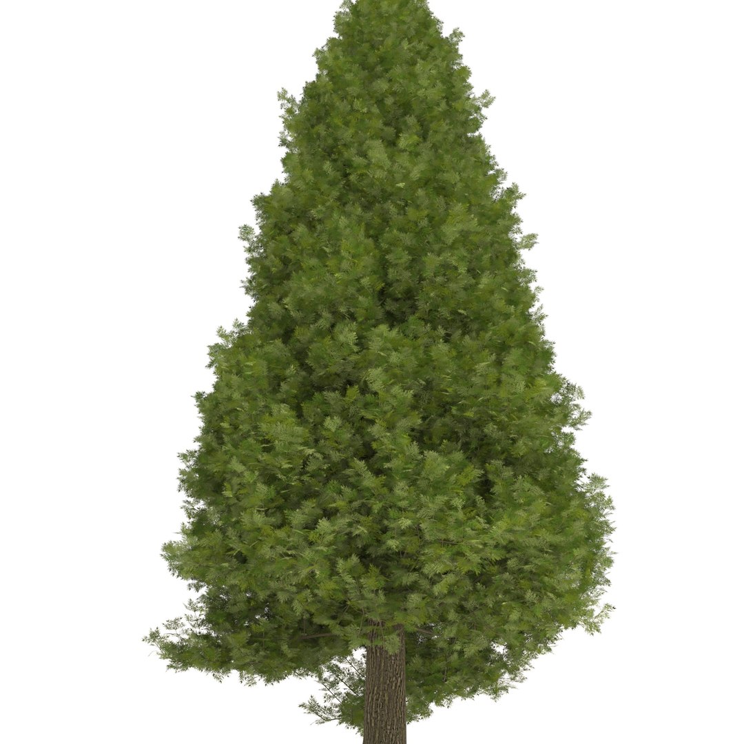 3D Thuja Tree - TurboSquid 1856298