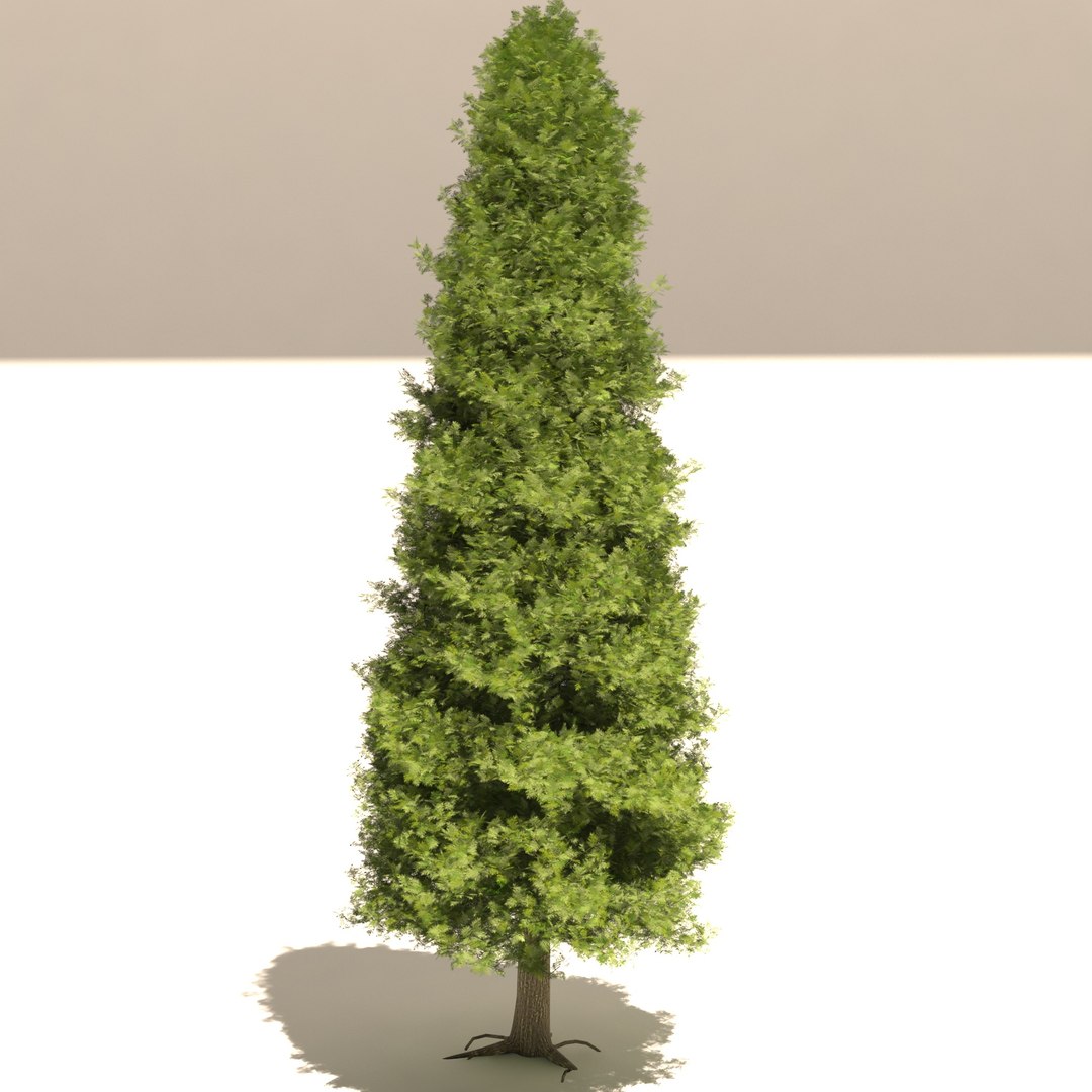3D Thuja Tree - TurboSquid 1856298
