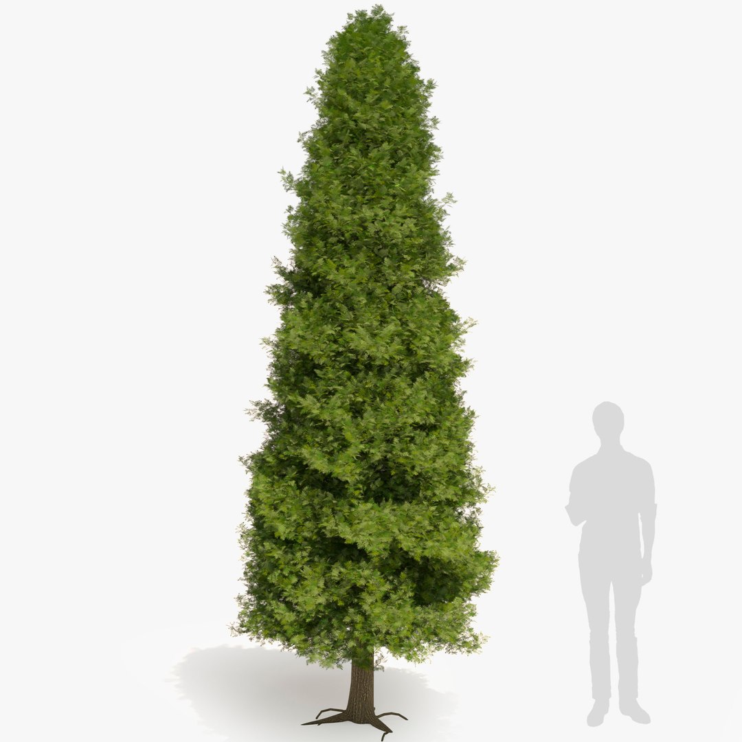 3D Thuja Tree - TurboSquid 1856298