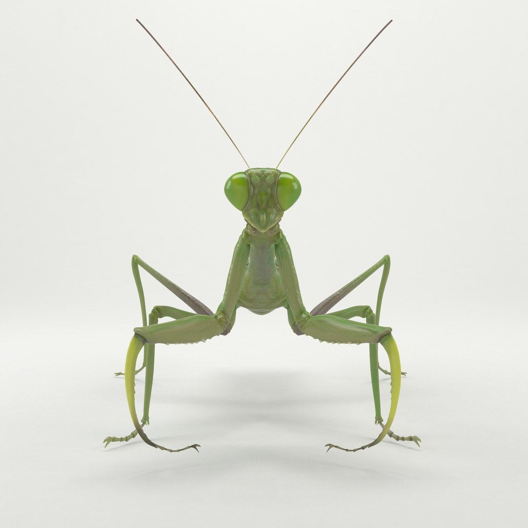 Max Praying Mantis