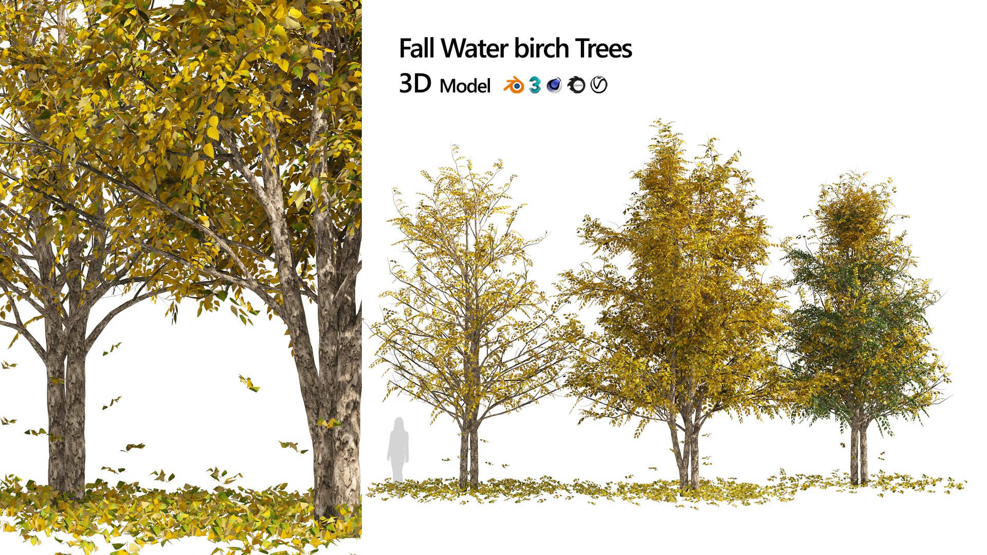 3D Fall Water Birch Trees Model - TurboSquid 1967016