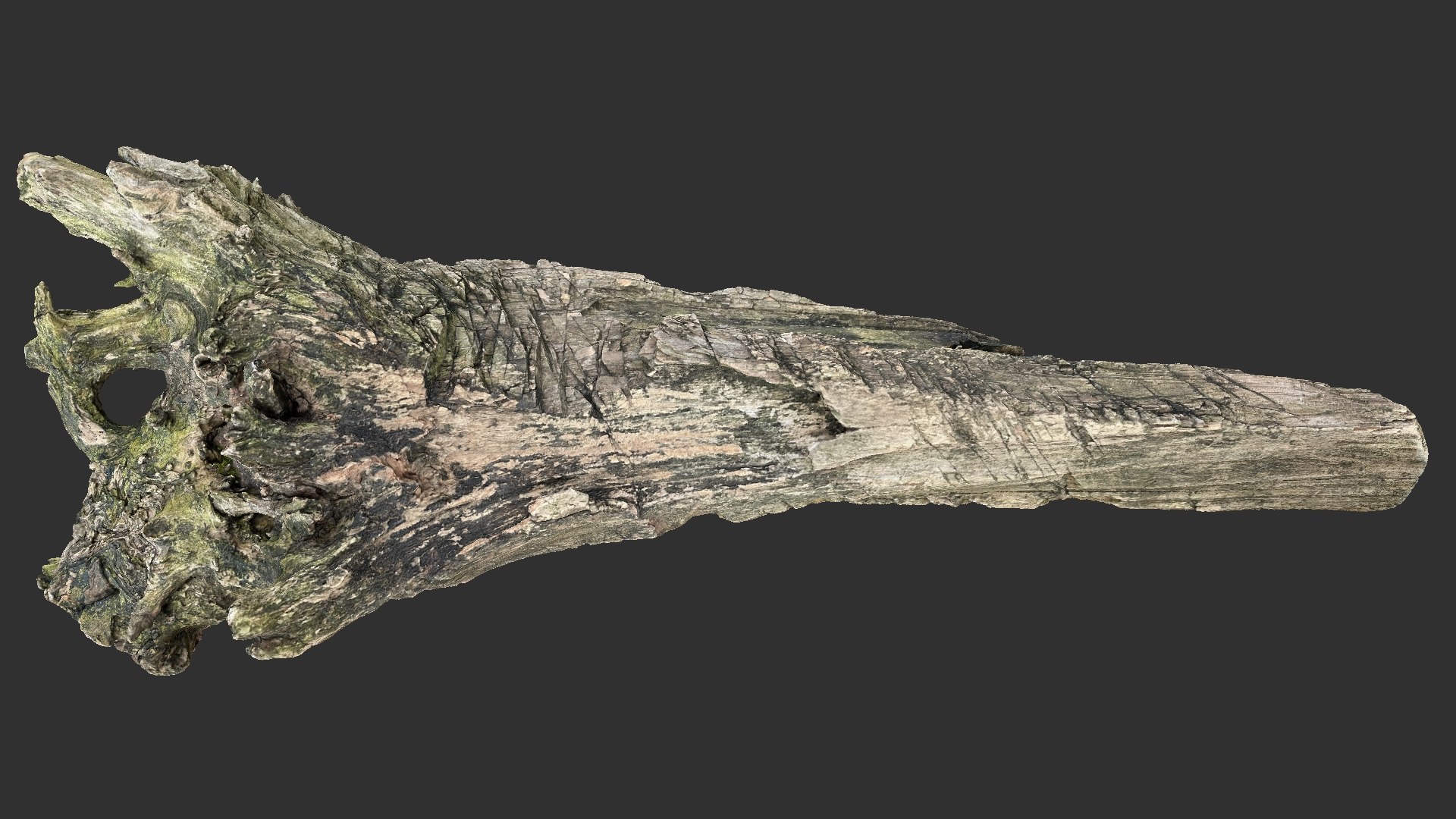 3D Withered Tree Trunk 3d Scan - TurboSquid 2148542