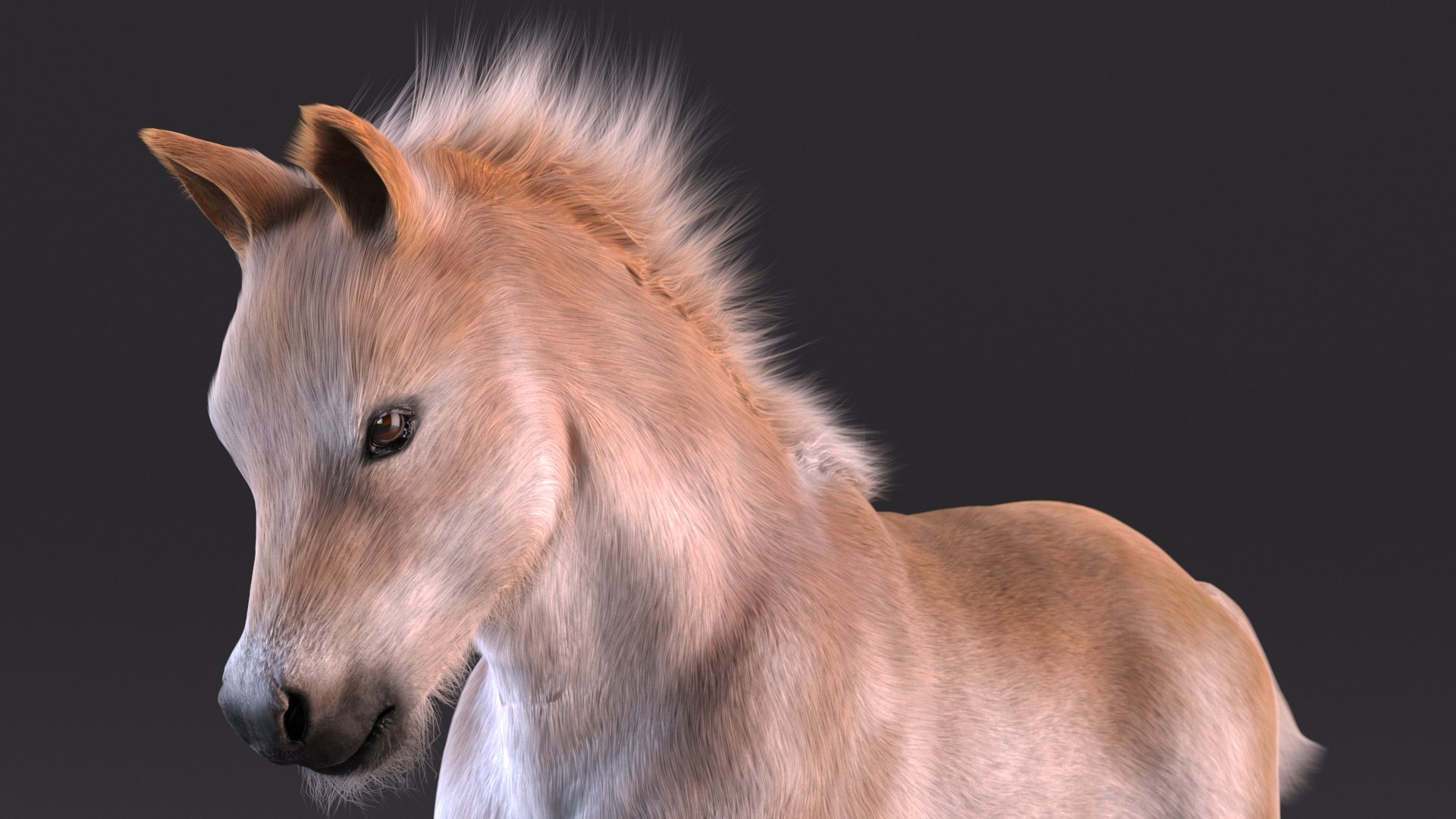 3D Galloping Shetland Pony Fur - TurboSquid 2234465