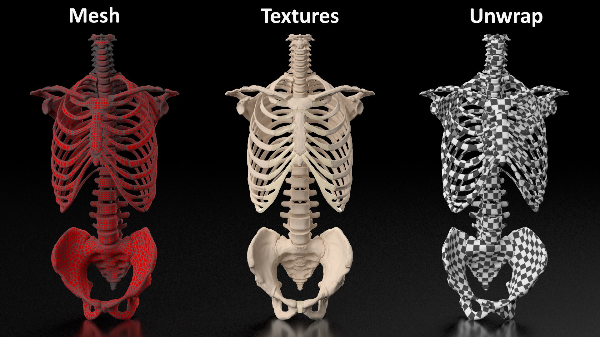 Human Male Skeleton Torso With Pelvis 3D Model - TurboSquid 2386225