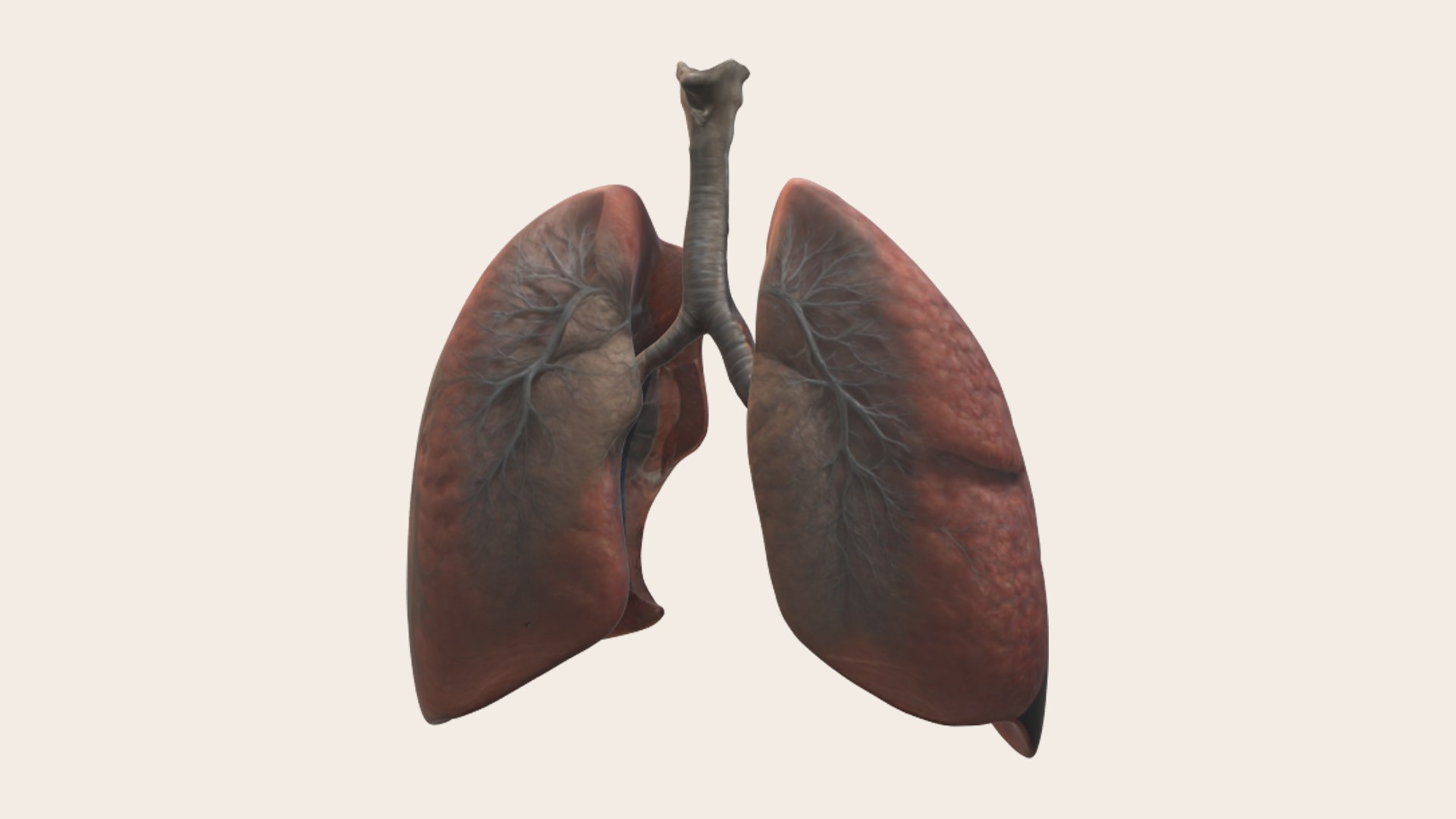 3D Model Lungs - TurboSquid 2368048