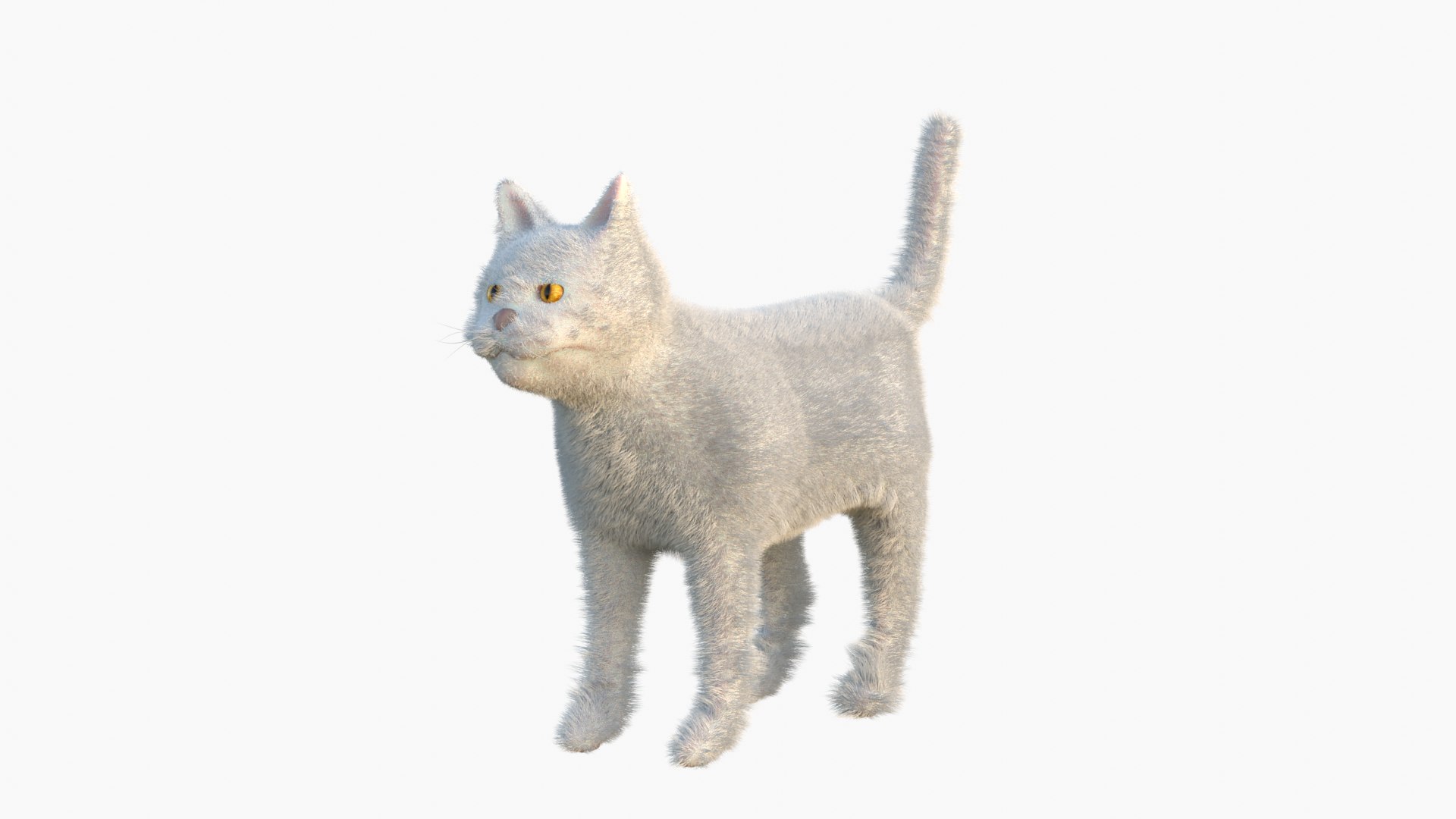3D White Cat Model - TurboSquid 2225379