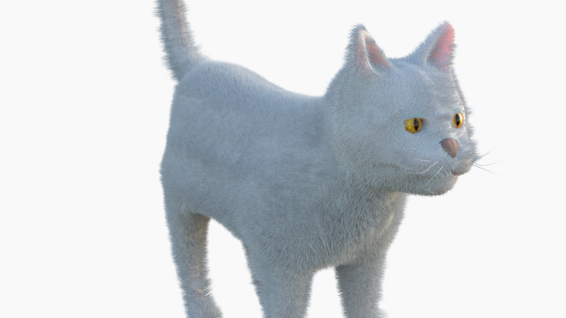 3D White Cat Model - TurboSquid 2225379