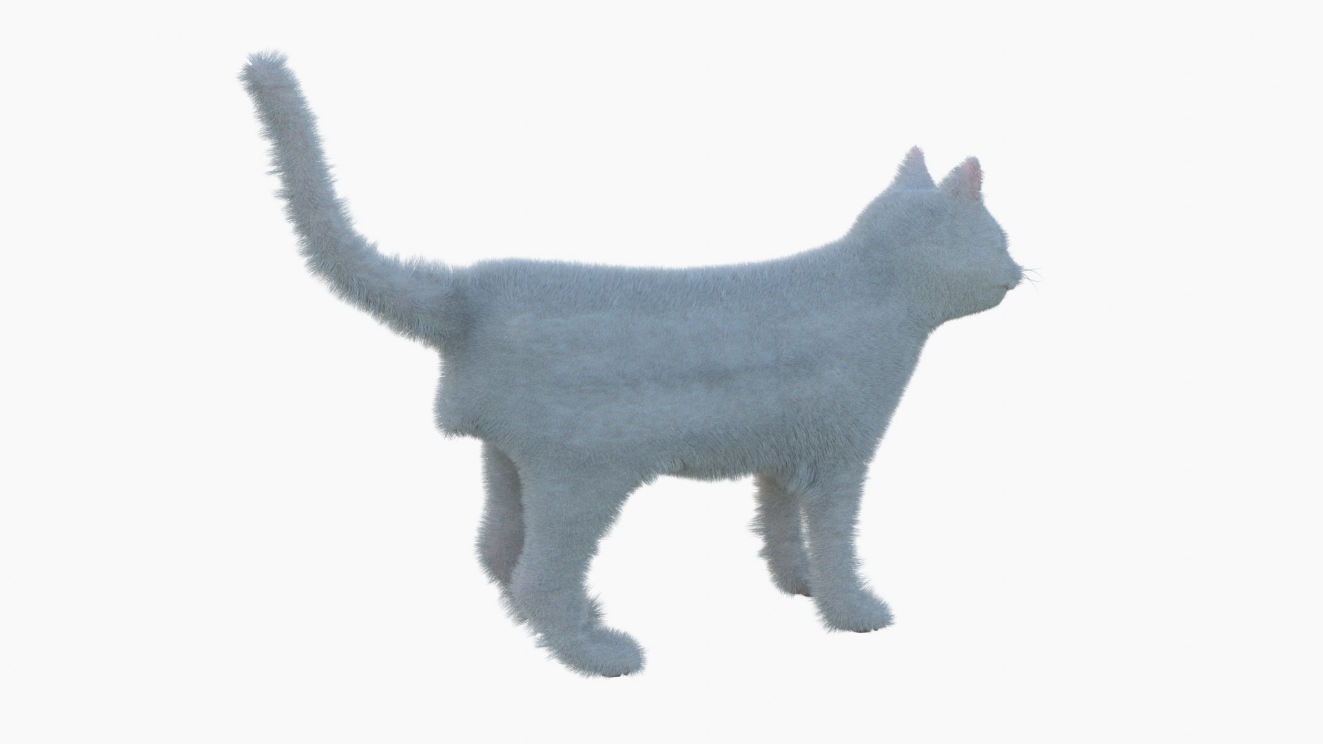 3D White Cat Model - TurboSquid 2225379