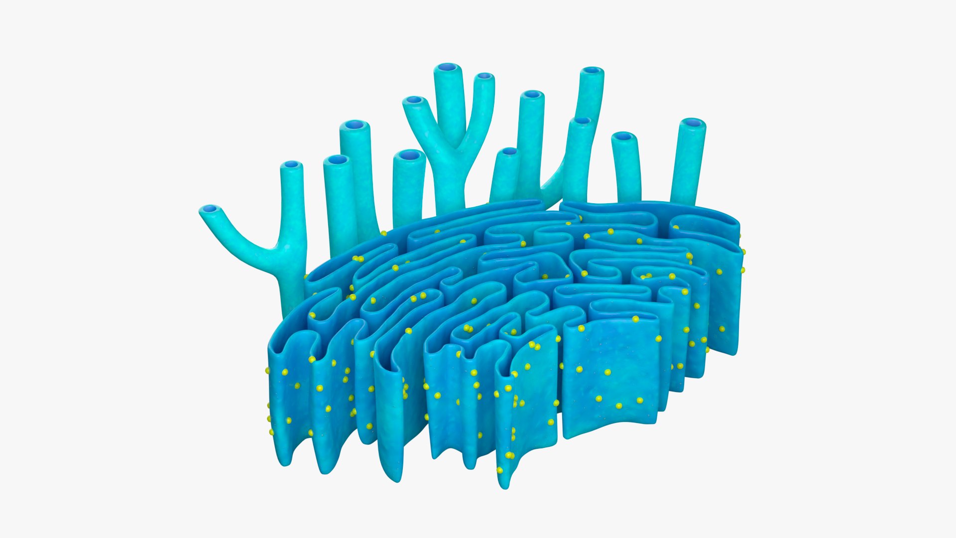 Retículo endoplasmático Modelo 3D - TurboSquid 1966374