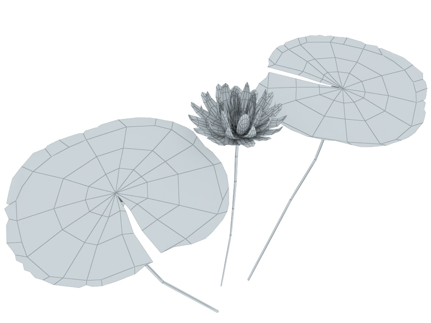 3d Model Water Lily