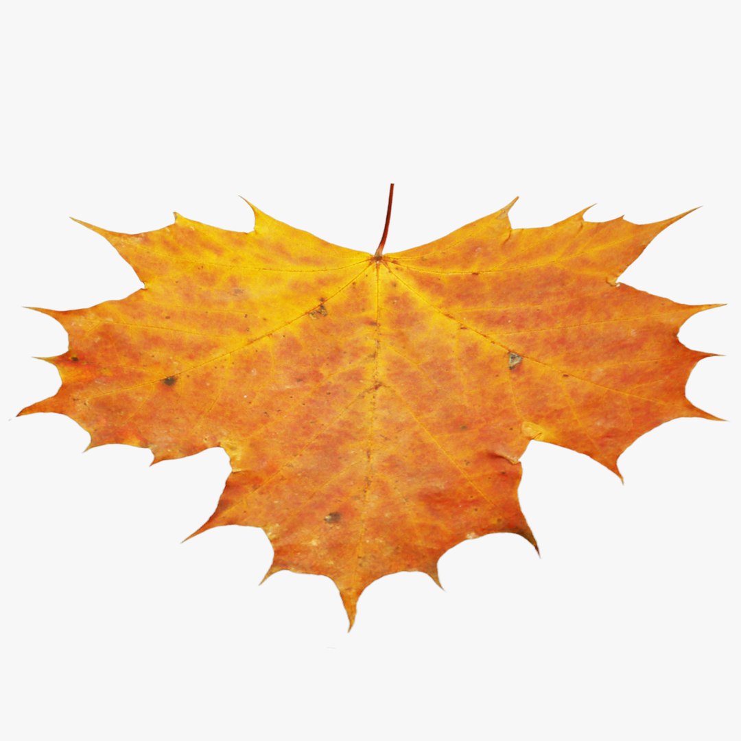3D Autumn Leaf Model - TurboSquid 1222183