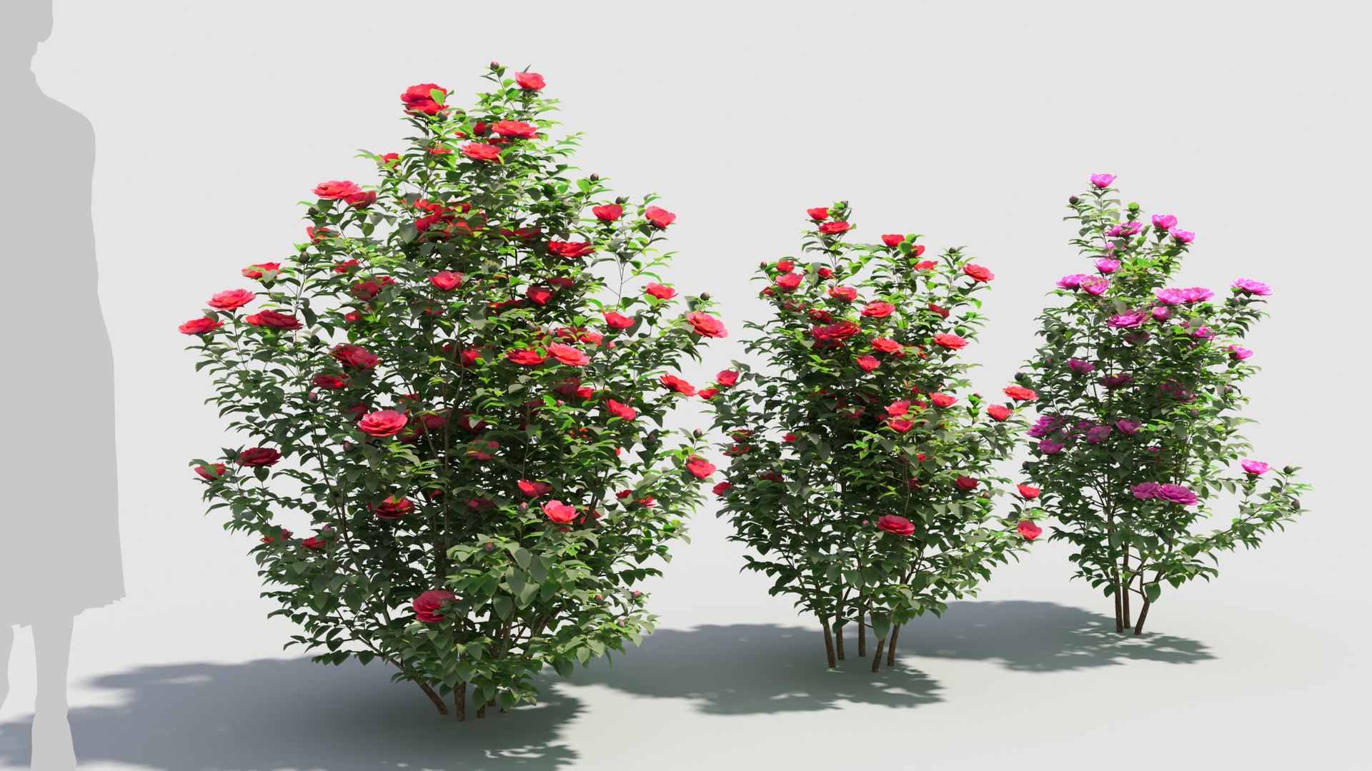 3D Camellia Sasanqua Model - TurboSquid 2057965