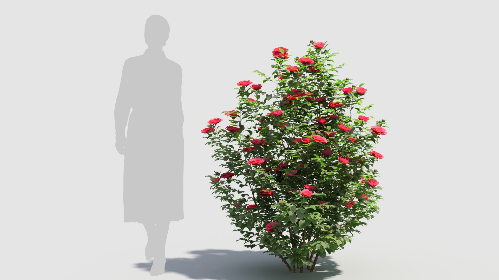 3D Camellia Sasanqua Model - TurboSquid 2057965