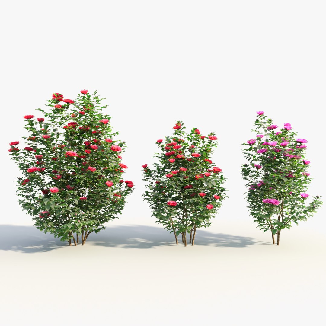 3D Camellia Sasanqua Model - TurboSquid 2057965