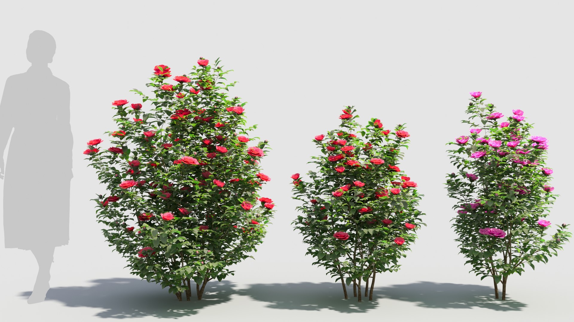 3D Camellia Sasanqua Model - TurboSquid 2057965