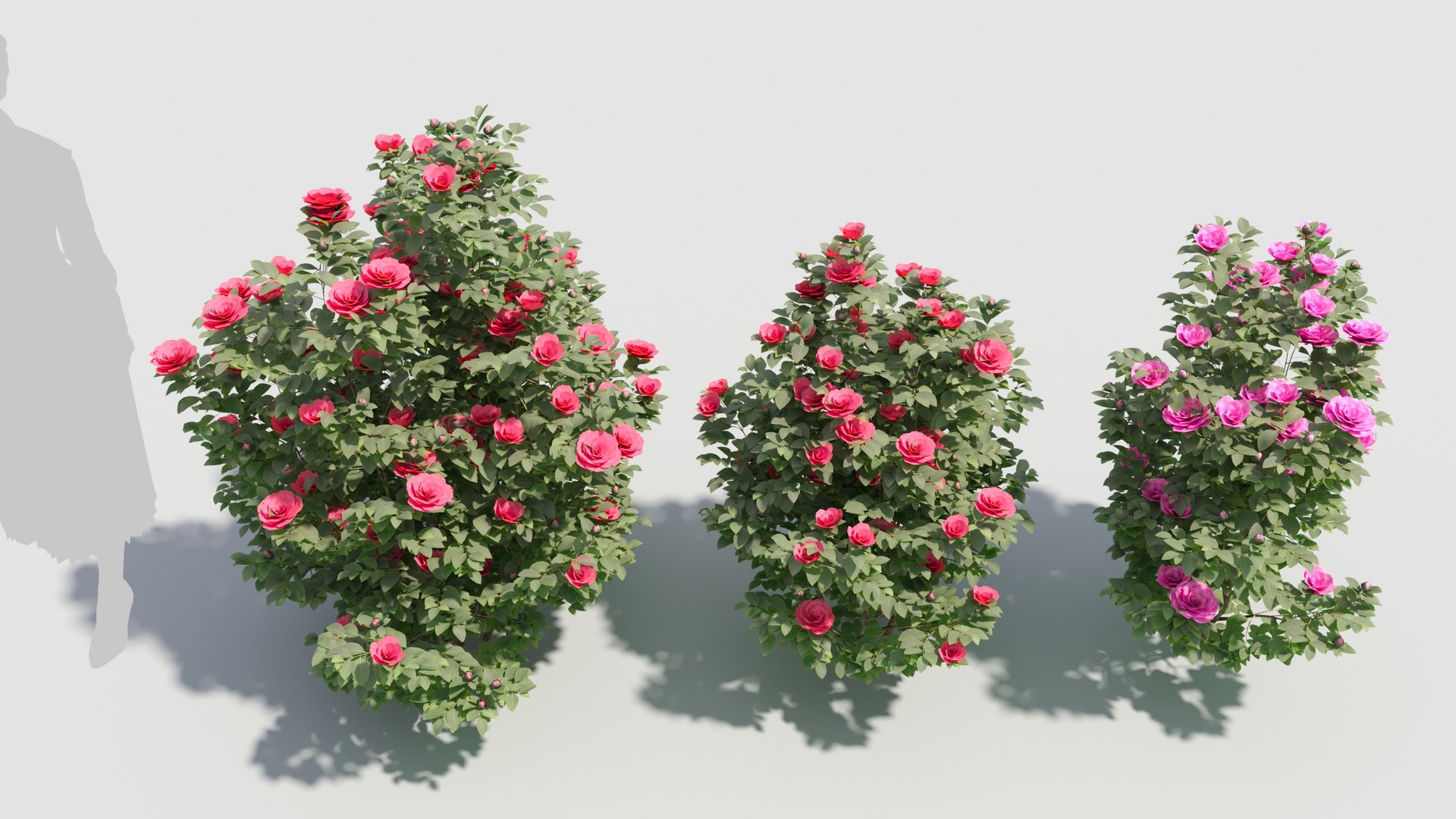 3D Camellia Sasanqua Model - TurboSquid 2057965
