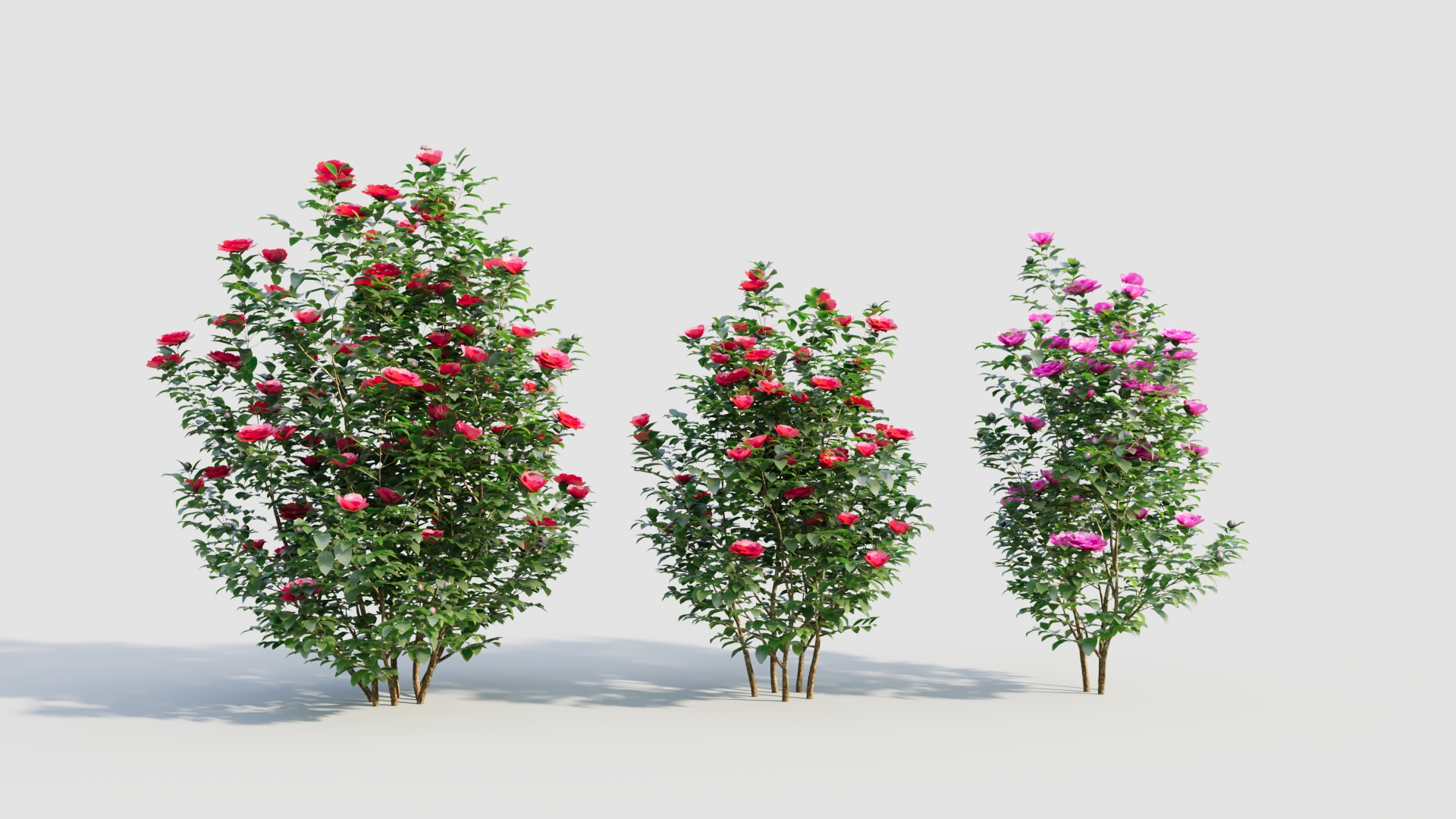 3D Camellia Sasanqua Model - TurboSquid 2057965