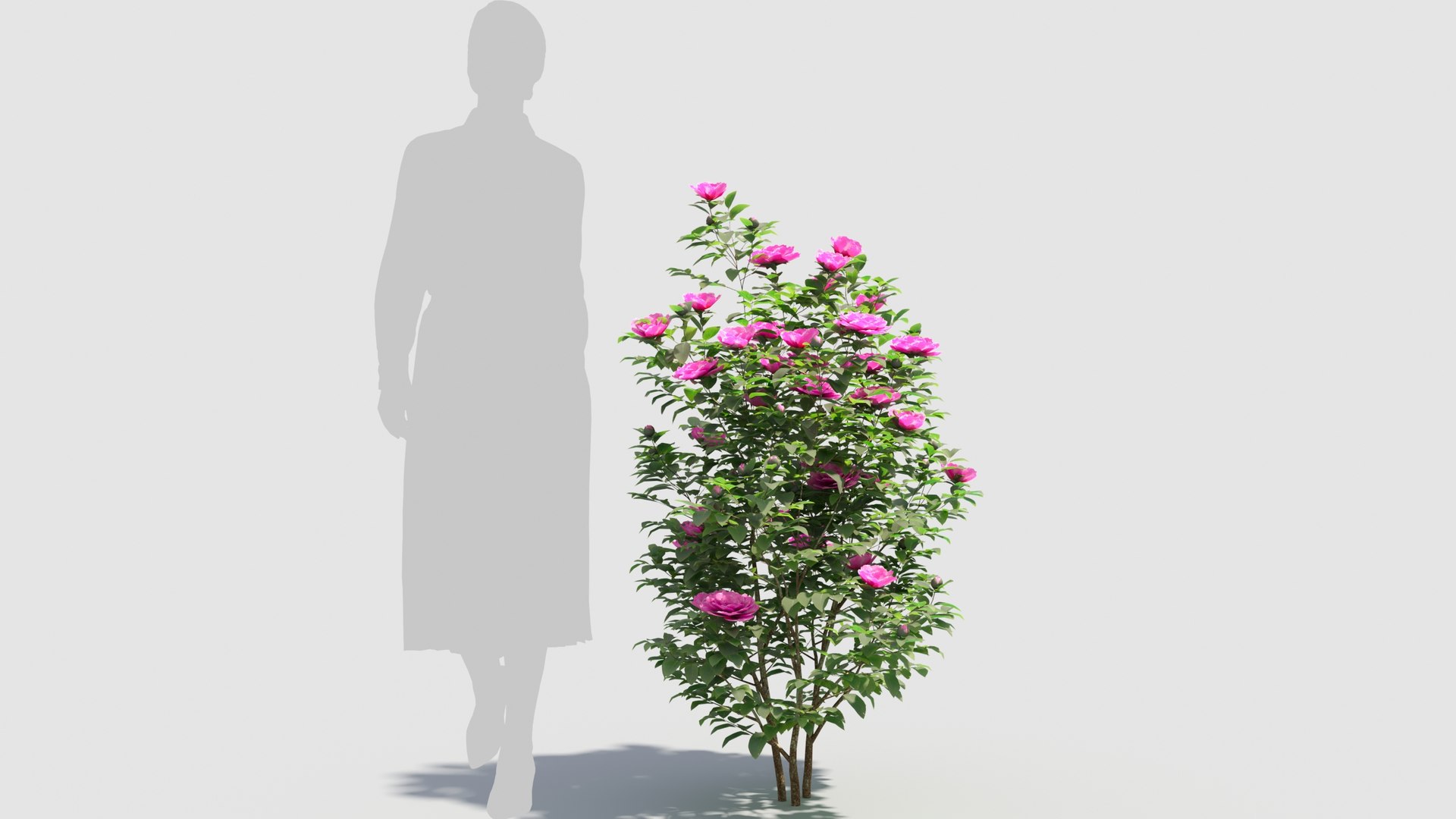 3D Camellia Sasanqua Model - TurboSquid 2057965
