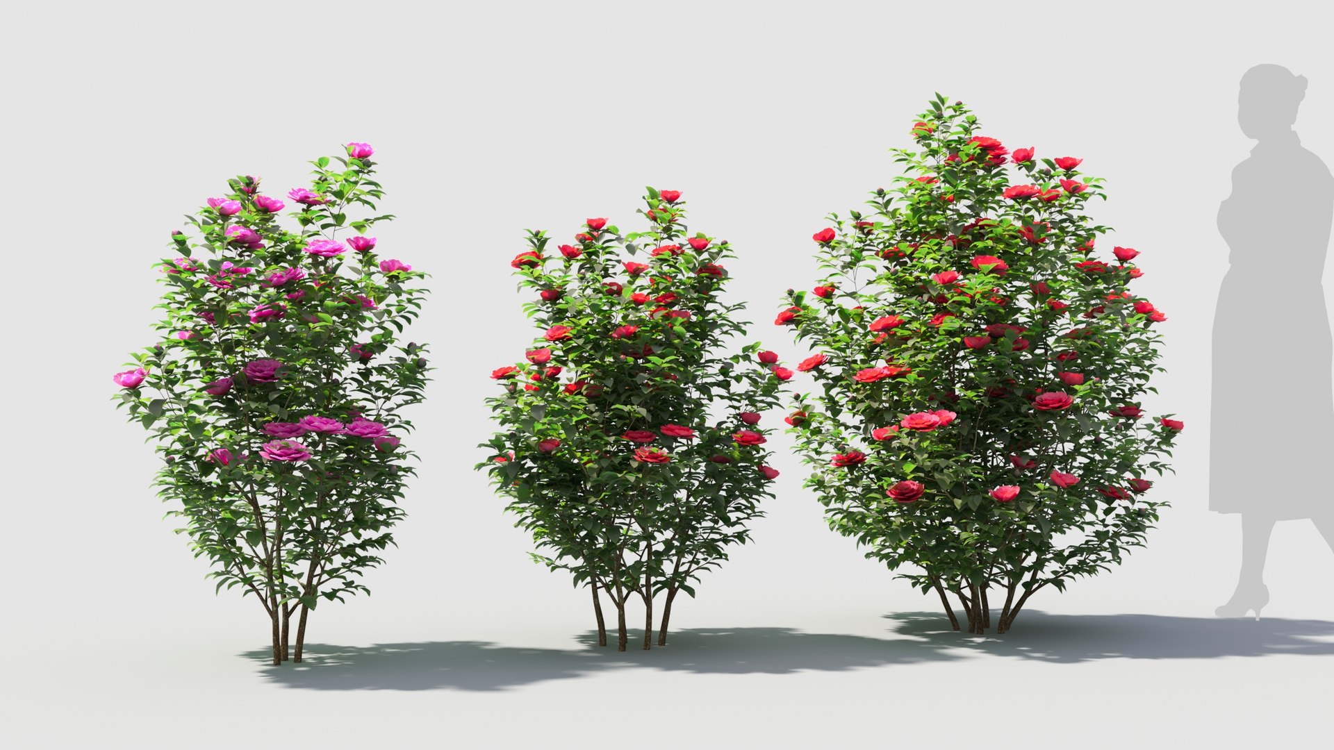 3D Camellia Sasanqua Model - TurboSquid 2057965