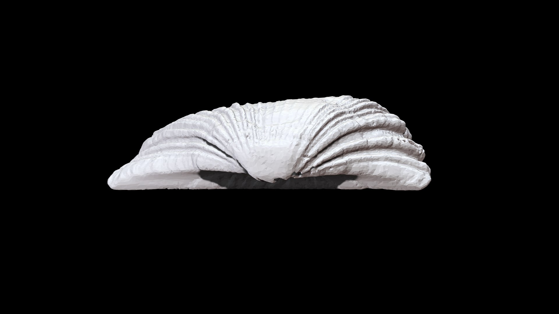 3D Seashell005 Model - TurboSquid 1778295