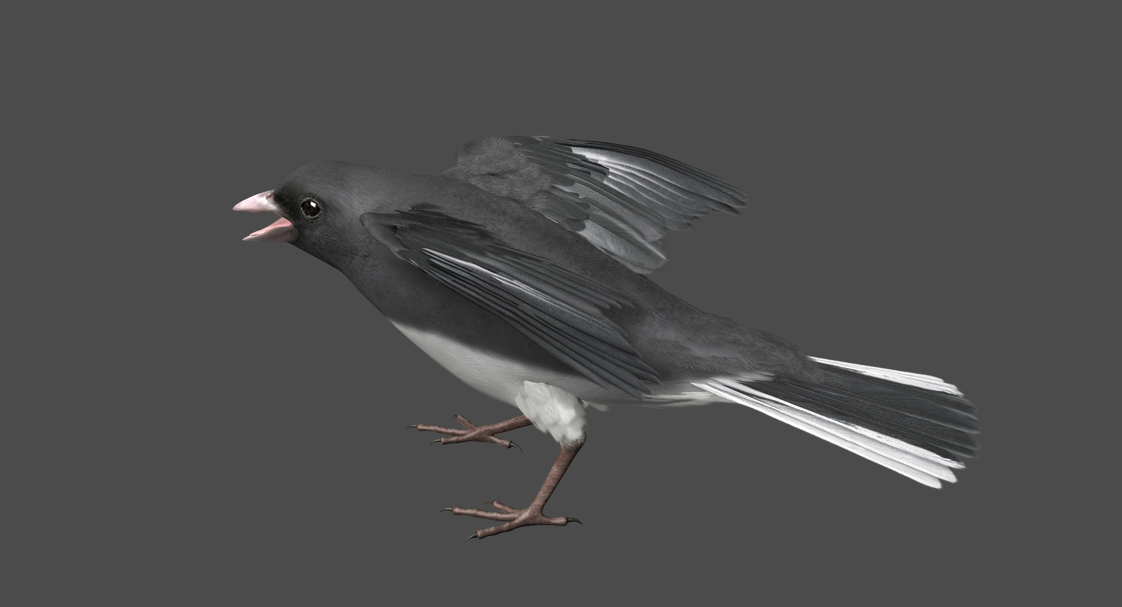 Dark-eyed junco animation eye 3D model - TurboSquid 1182146