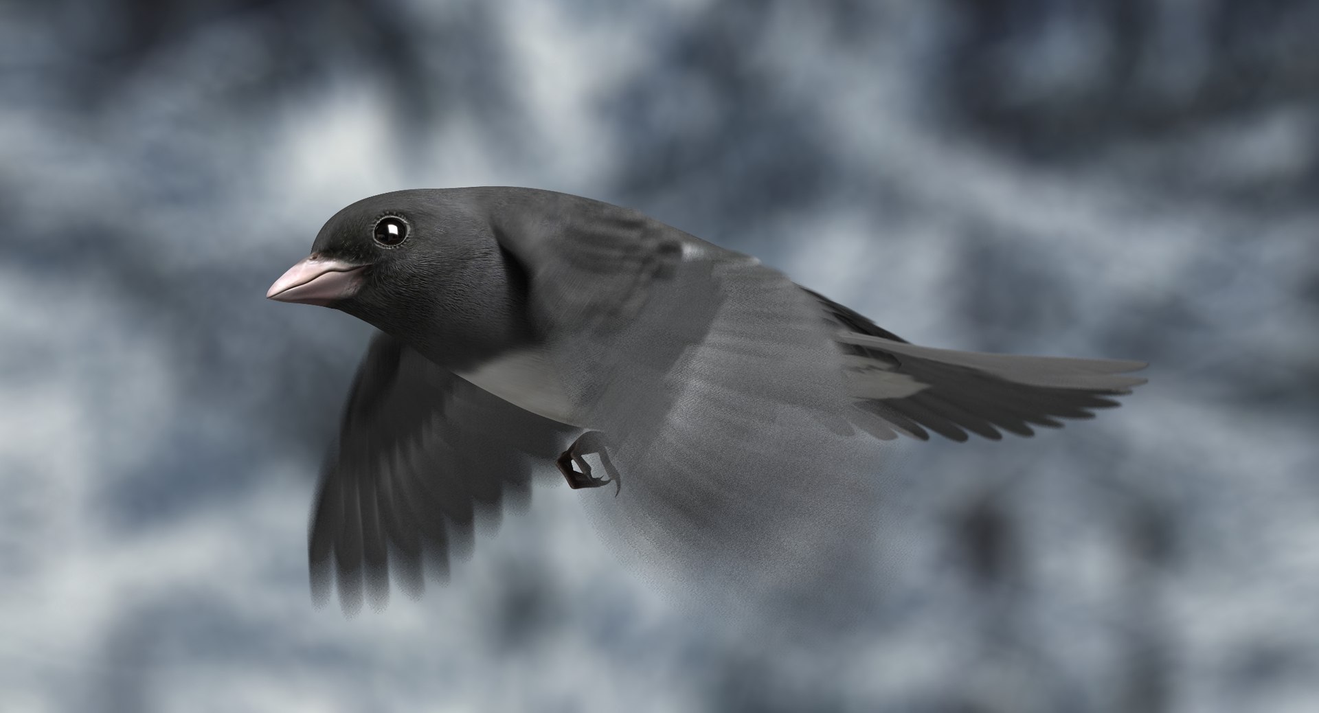 Dark-eyed junco animation eye 3D model - TurboSquid 1182146