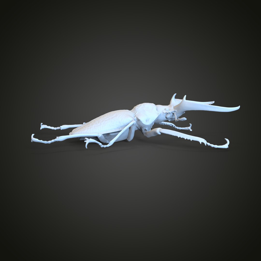 Stag Beetle 3D Model - TurboSquid 1870764