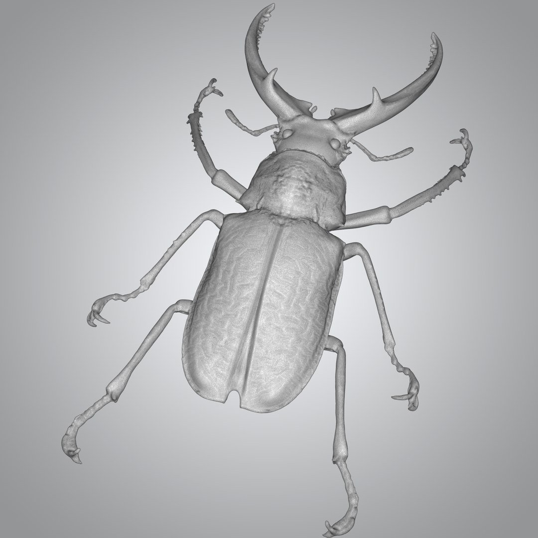 Stag Beetle 3D Model - TurboSquid 1870764